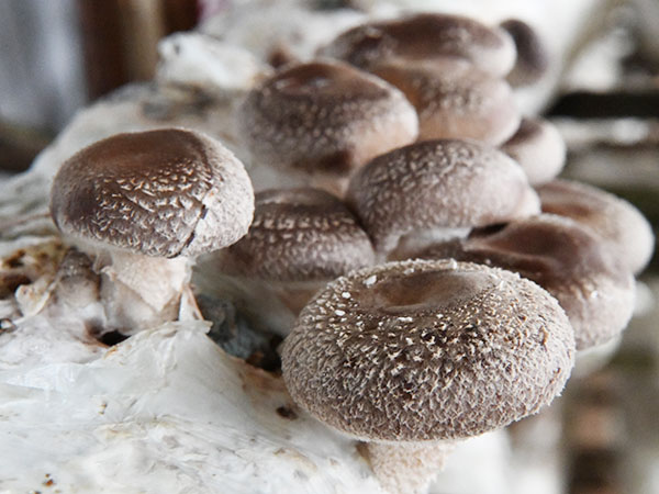 Lentinus Edodes Extract - Buy Lentinus Edodes Extract Product on sanmin ...